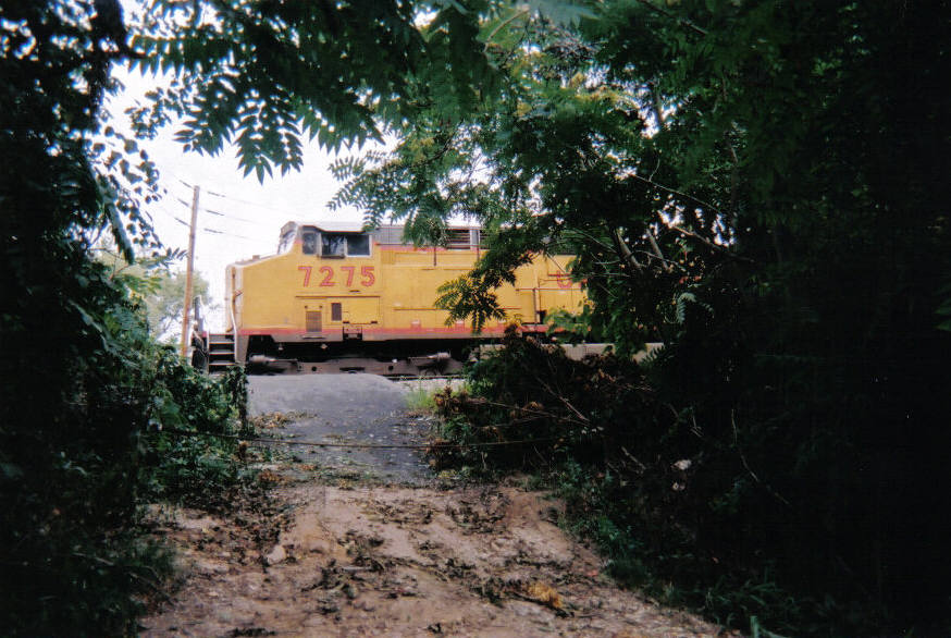 Caught him through the trees